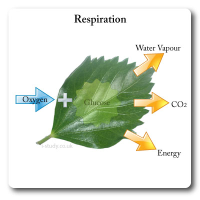 i-study.co.uk: IB environmental science; ecosystems