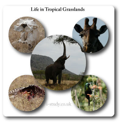 i-study.co.uk: IB environmental science; ecosystems